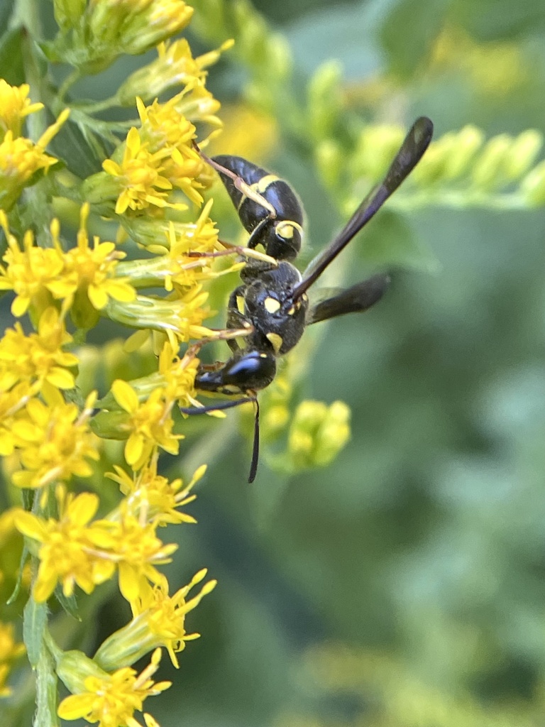 Smiling Mason Wasp from Glen St, Melrose, MA, US on September 14, 2023 ...