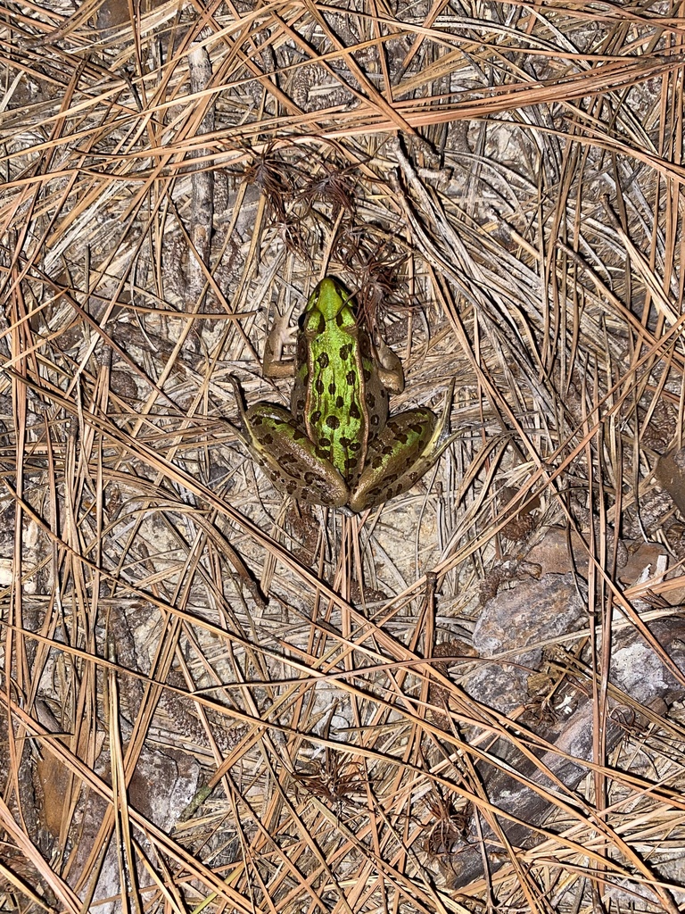 Southern Leopard Frog from Creedmoor, NC, US on September 14, 2023 at ...