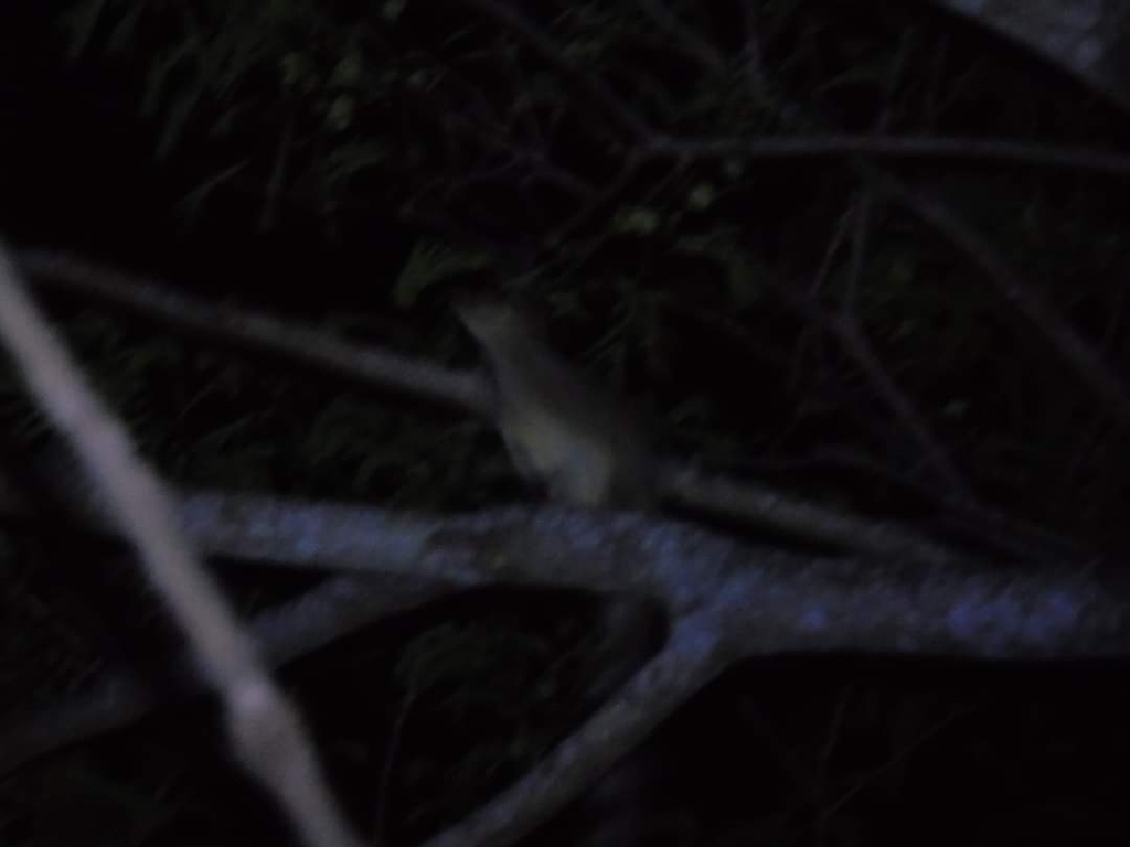 Cacomistle from 8F54+5F6, Los Llanos II, Nicaragua by Lester Fonseca ...