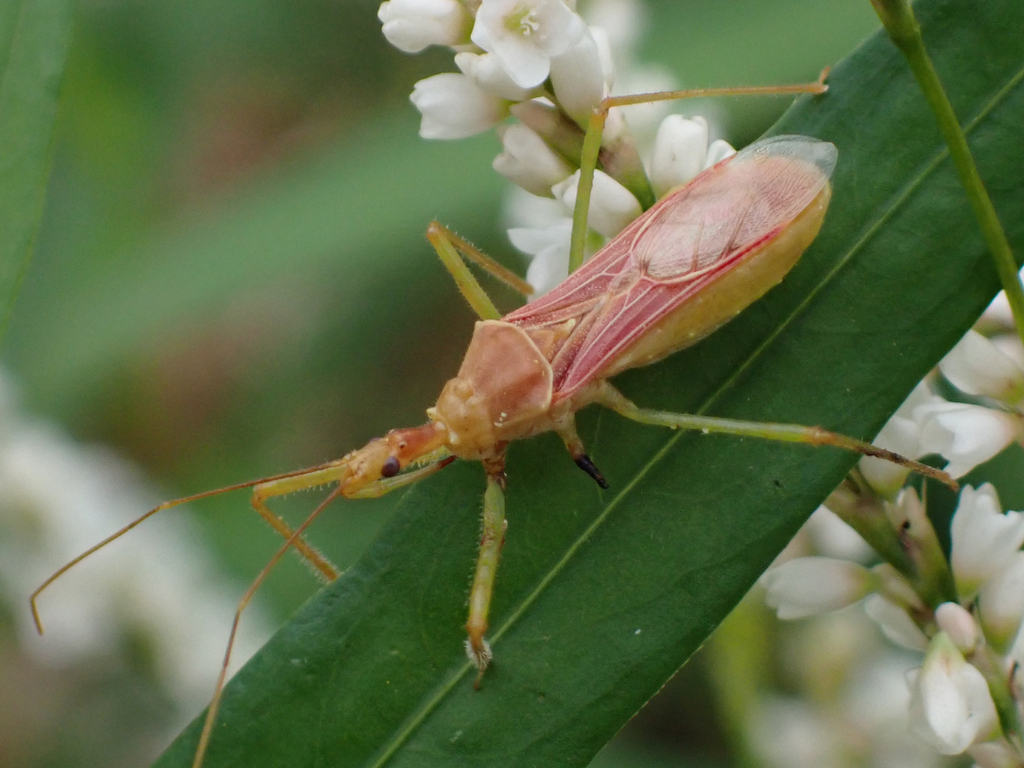 Leafhopper Assassin Bug From Plano Tx Usa On September 14 2023 At 0415 Pm By Txwoofus 
