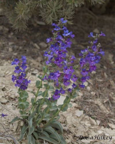 Variety Penstemon pachyphyllus mucronatus · iNaturalist
