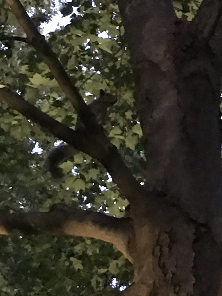 Eastern Gray Squirrel from Webster University - Main Campus - Webster ...