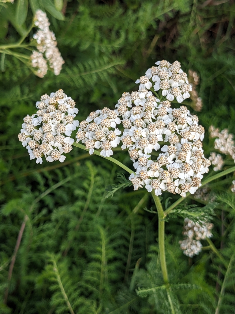 common yarrow from Lido Beach, NY, USA on September 13, 2023 at 10:35 ...
