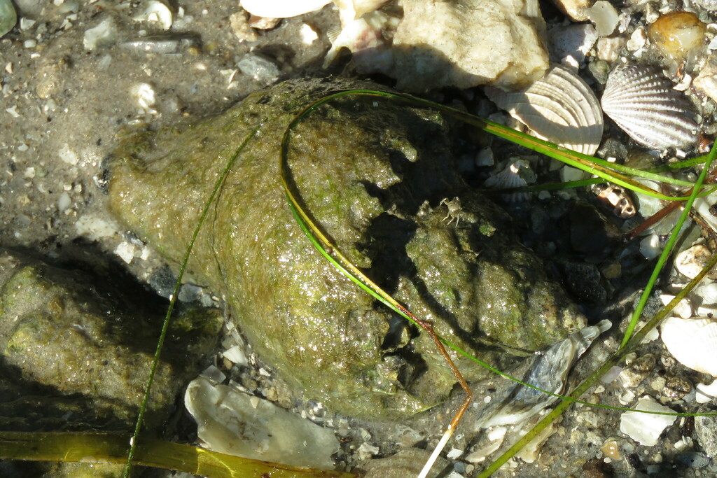 American Crown Conch from St. Petersburg, FL, USA on September 14, 2023 ...