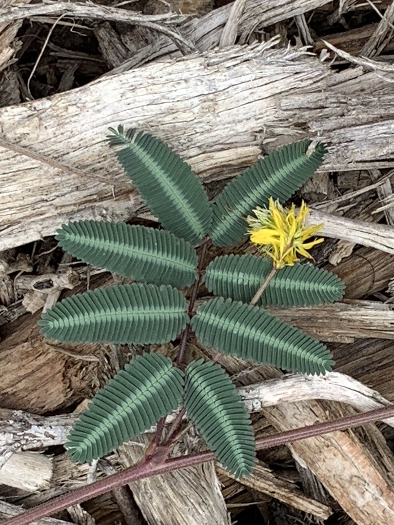 Tropical puff from Alvin, TX, US on September 14, 2023 at 02:36 PM by ...