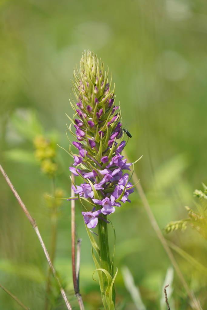 Fragrant Orchid from China, Bei Jing Shi, Men Tou Gou Qu, 009县道百花山林场 ...