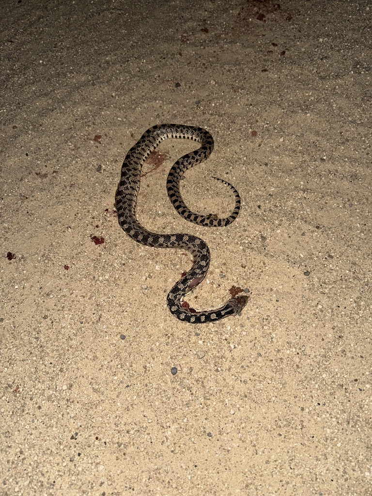 Gopher Snake from Boise National Forest, Boise, ID, US on September 9 ...