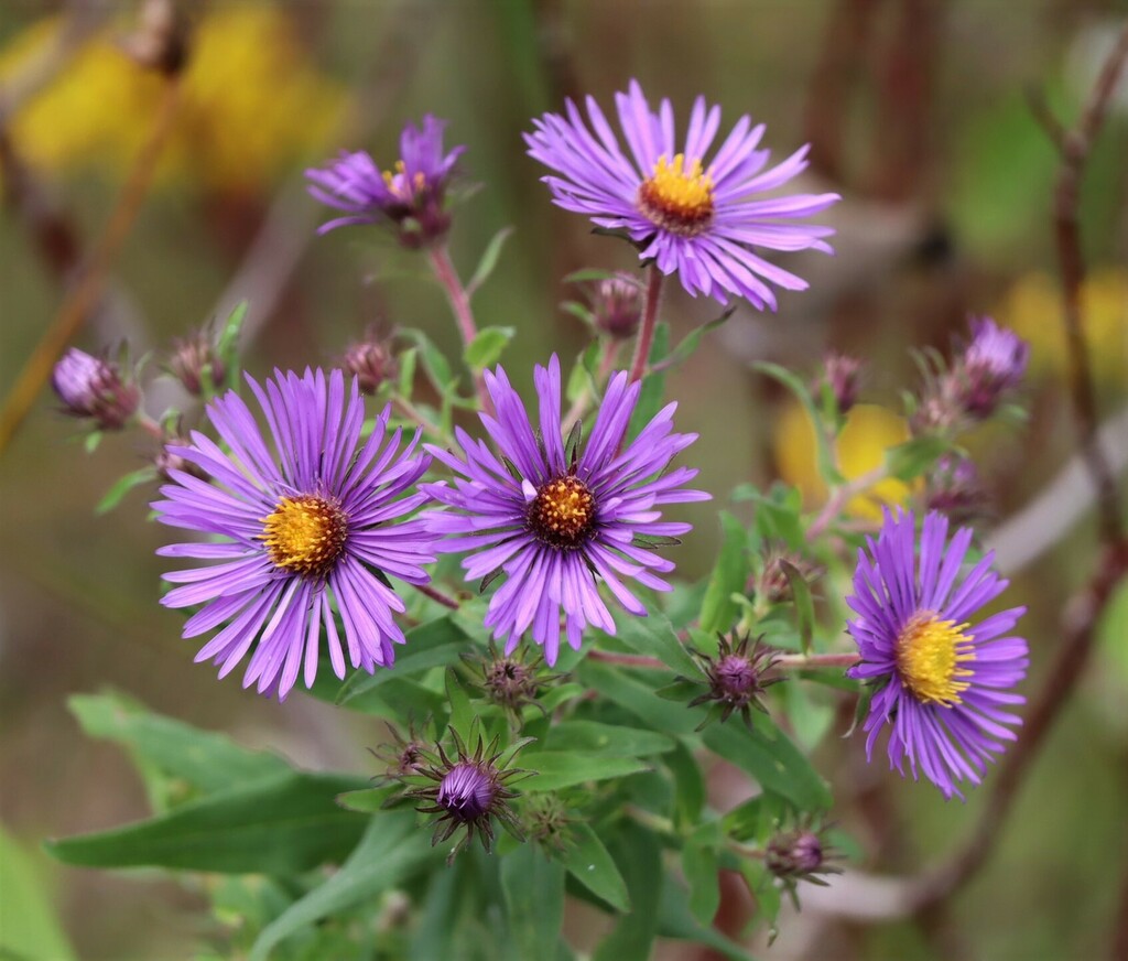 New England aster from Prince Edward, ON, Canada on September 14, 2023 ...