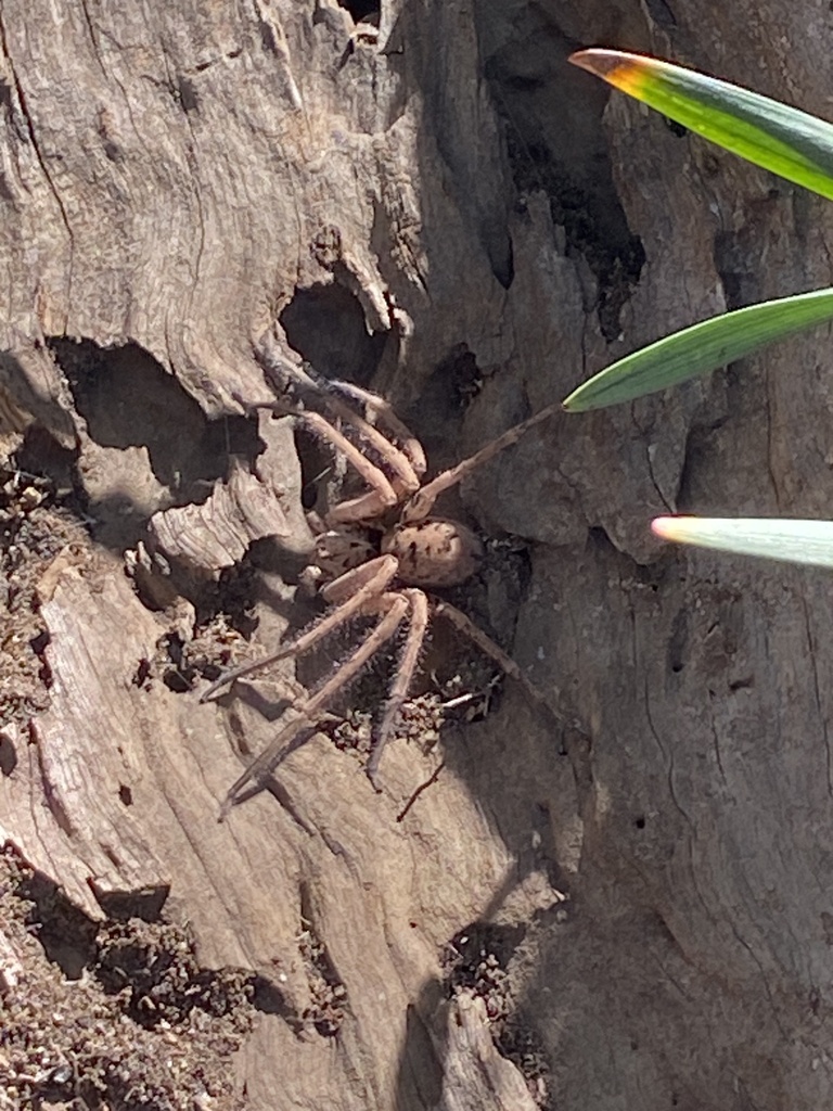 Giant Huntsman Spiders from Stone Ridge Bvd, Narangba, QLD, AU on ...