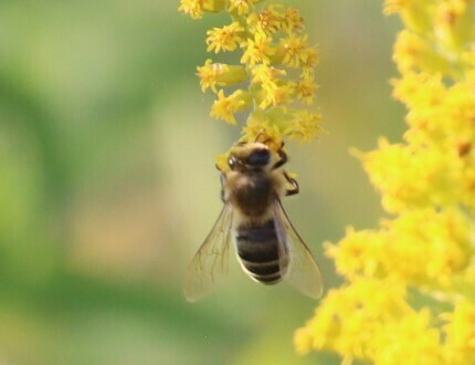 Western Honey Bee from Prince Edward, ON, Canada on September 14, 2023 ...
