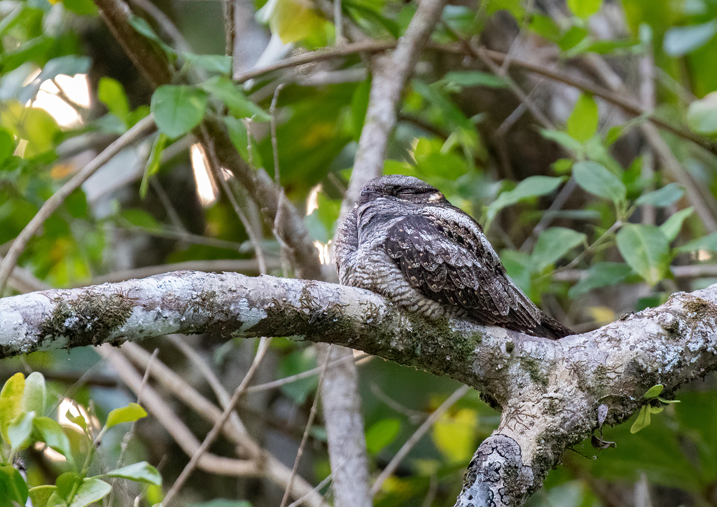 Nightjars and Nighthawks from Daintree QLD 4873, Australia on September ...
