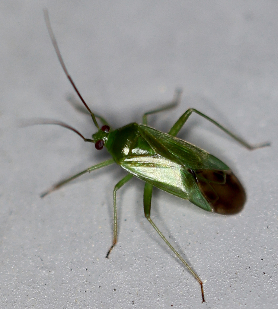 Common Green Capsid from Shepard Settlement, Onondaga County, NY, USA ...