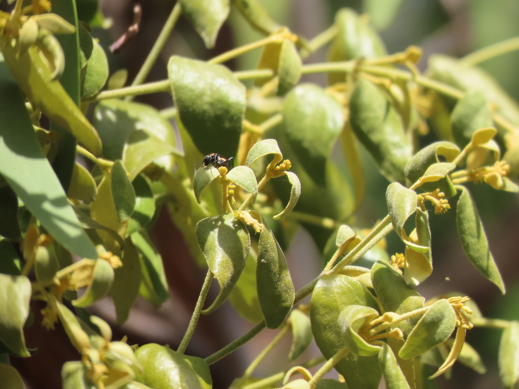 golden mistletoe from Coomba Park NSW 2428, Australia on September 15 ...