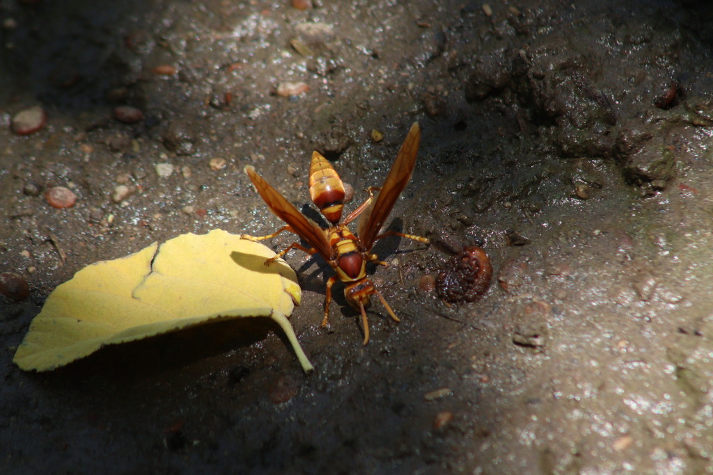 Executioner Paper Wasp from Guadalajara, Jal., México on July 17, 2023 ...