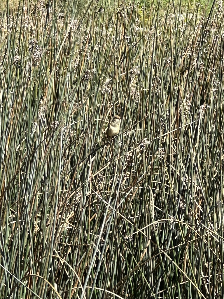Australian Reed Warbler from Kensington Gardens Reserve, Kensington ...