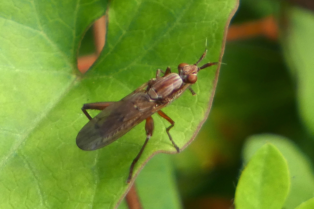 Snail-killing Flies from Bothell, WA, USA on September 13, 2023 at 10: ...
