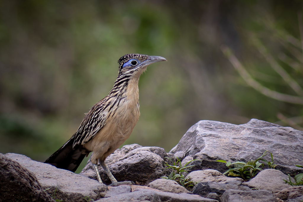 Lesser Roadrunner from Guadalajara, Jal., México on July 17, 2023 at 03 ...