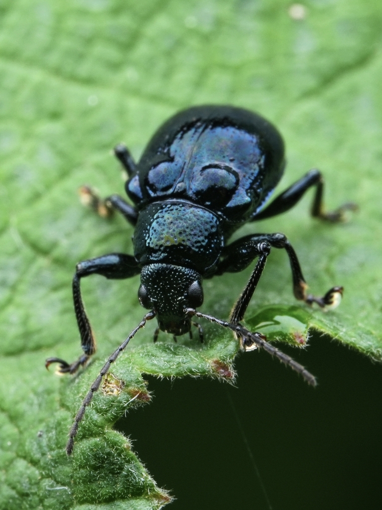 Basilepta leechi from 贵州省黔南布依族苗族自治州都匀市高寨 on June 13, 2023 at 10:02 PM ...