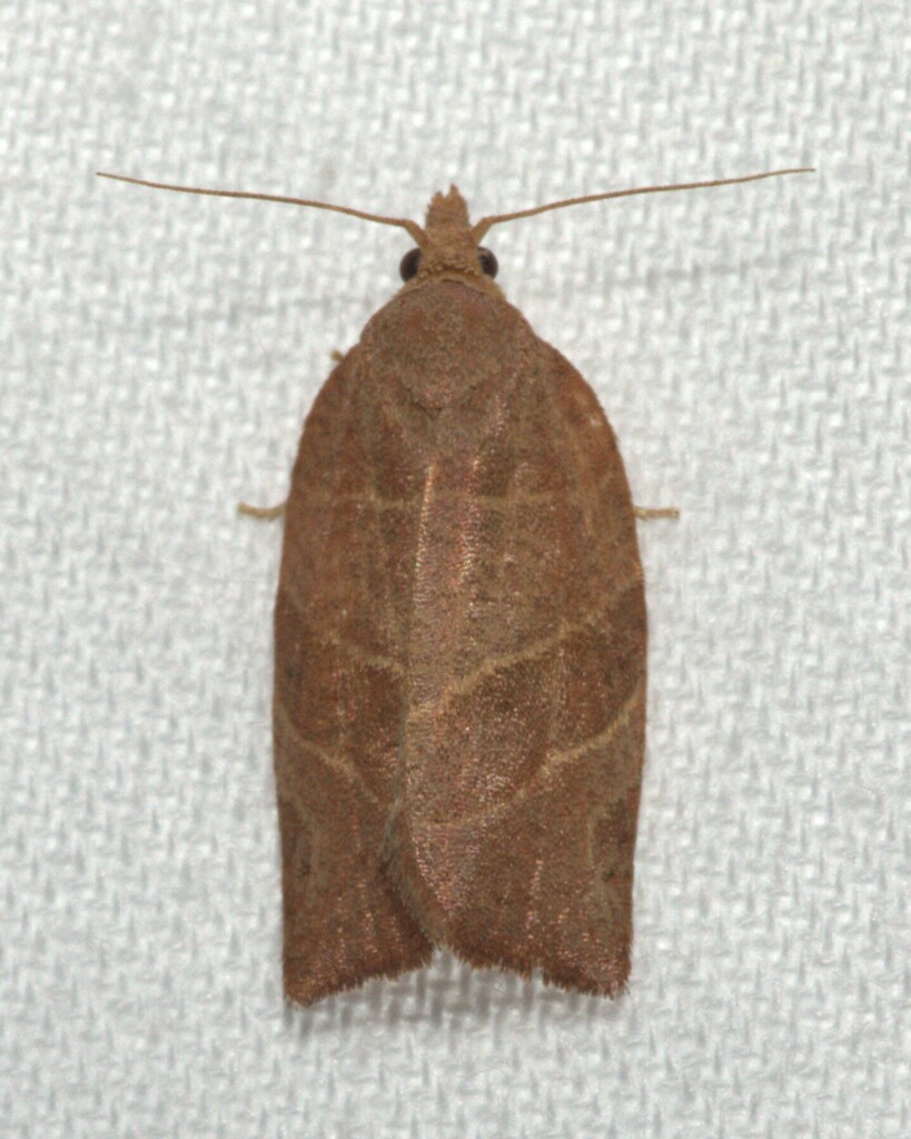 Pandemis in September 2023 by Michael Pirrello · iNaturalist