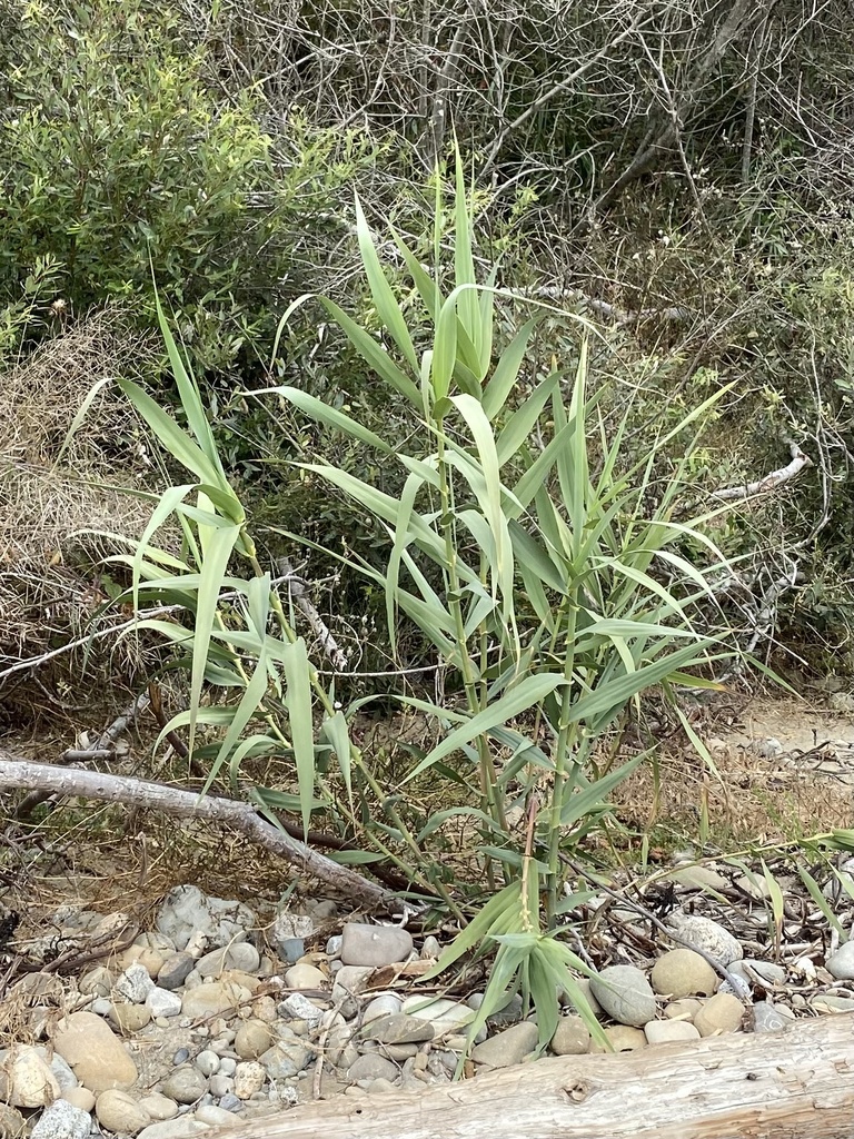 giant reed from Park Ave, Capitola, CA, US on September 14, 2023 at 03: ...