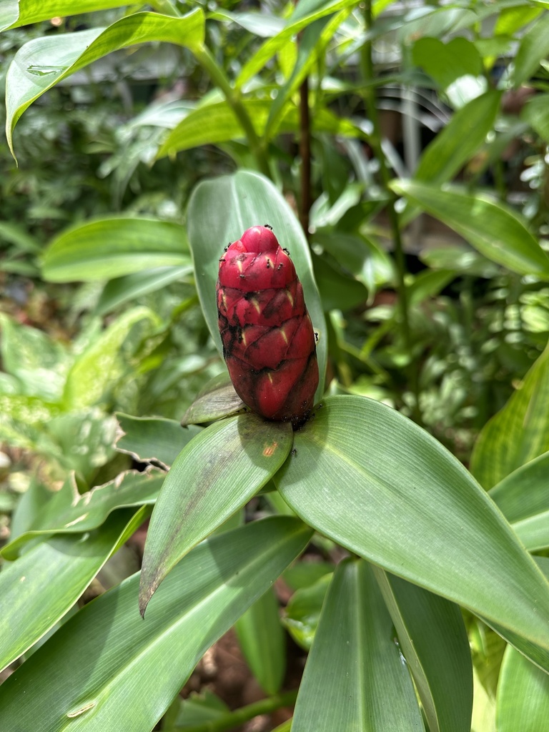 Red Button Ginger from Sai Thai Phatthana 1 Rd., Mueang Krabi, Krabi ...