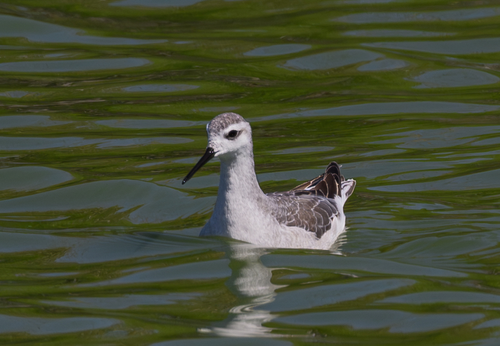 Wilson's Phalarope from Fremont, CA, USA on September 14, 2023 at 02:30 ...