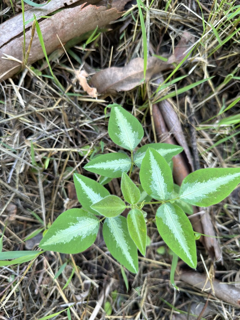 Silverleaf Desmodium in April 2023 by cwelden_ecp · iNaturalist