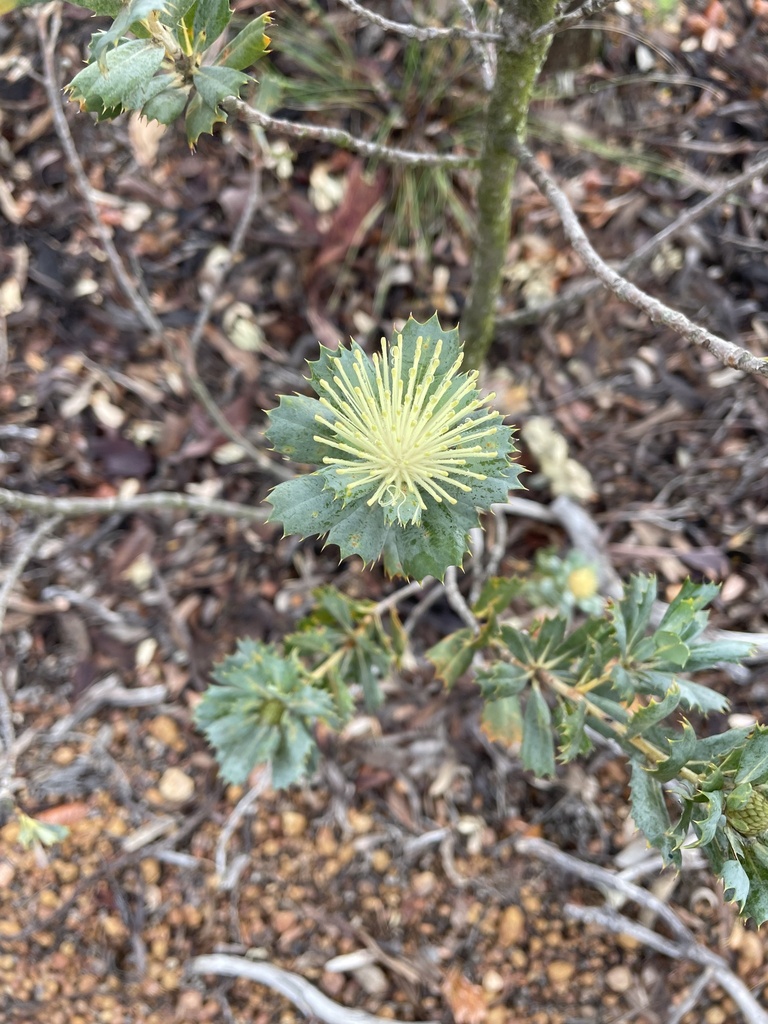 Parrot Bush from Mount Observation, WA, AU on September 12, 2023 at 08: ...