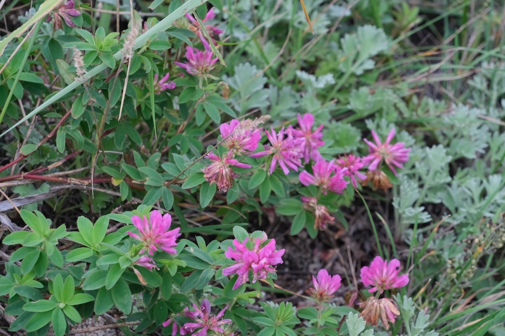 lupine clover from Ольгинский р-н, Приморский край, Россия on September ...