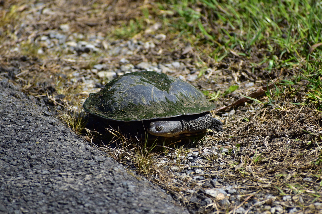 Common Snake-necked Turtle from Melbourne VIC, Australia on September ...