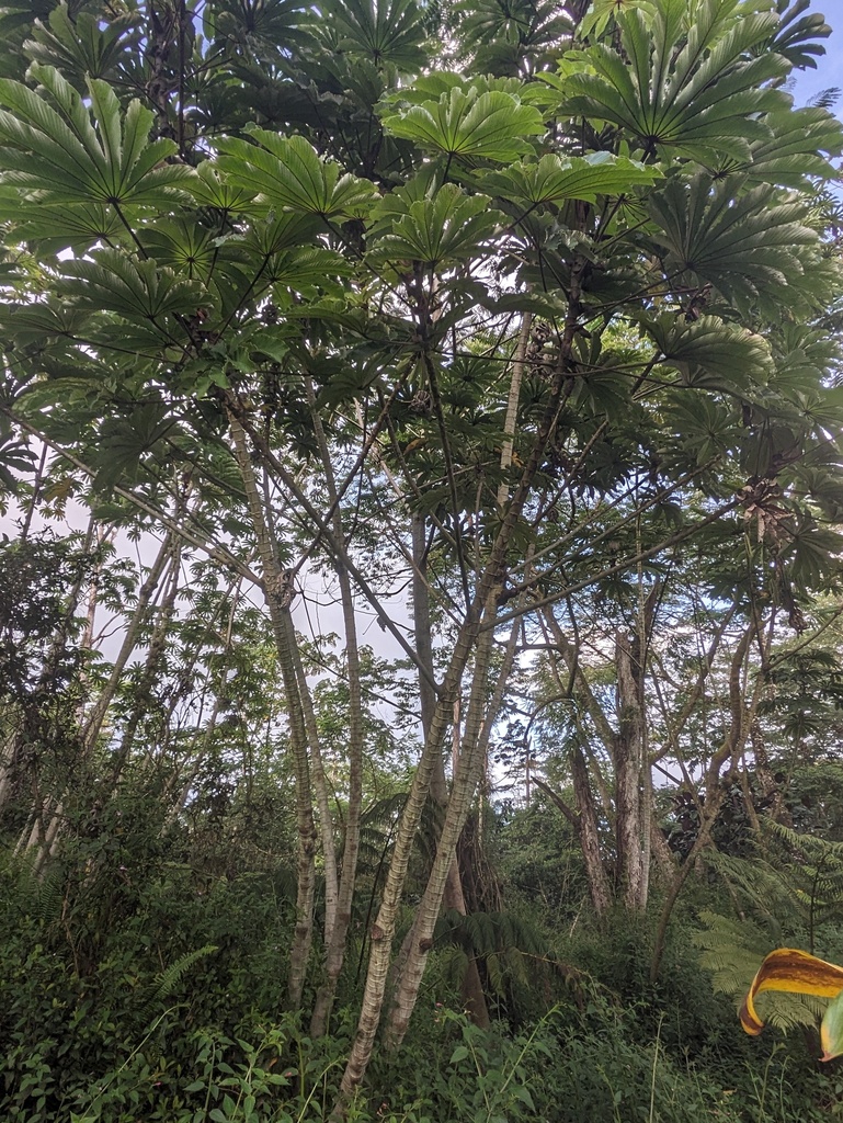trumpet tree from Leilani Estates, HI 96778, USA on September 14, 2023 ...