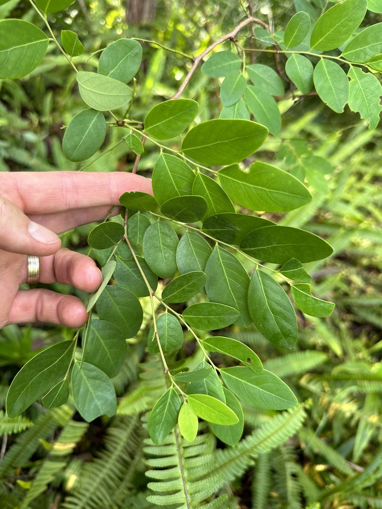coffee bush in April 2023 by cwelden_ecp · iNaturalist