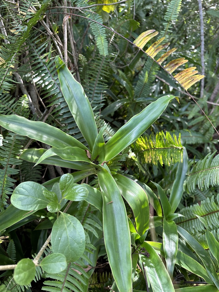 False Bromeliad Plant in April 2023 by cwelden_ecp · iNaturalist