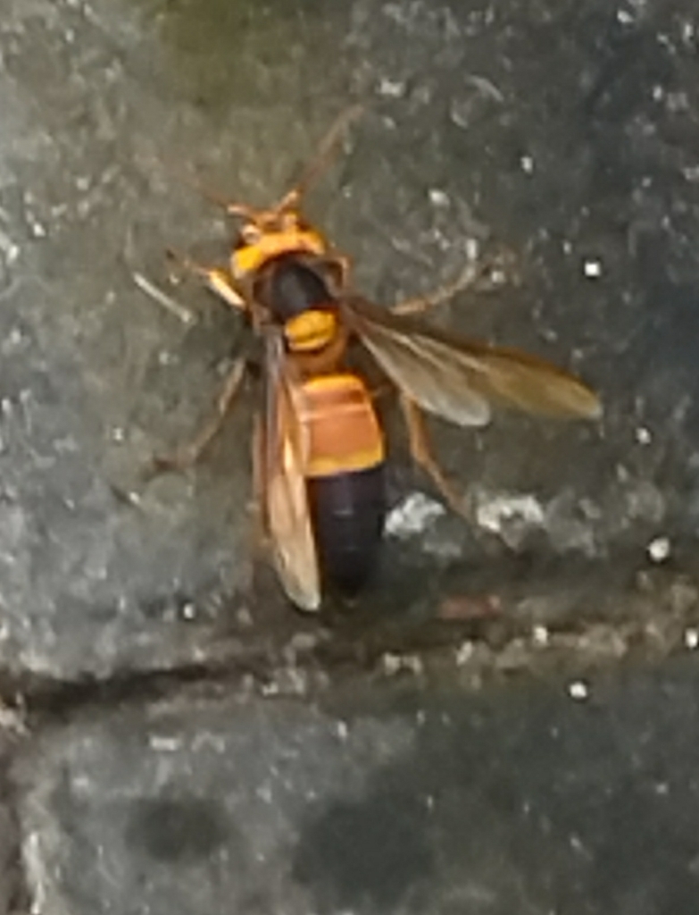 Southern Giant Hornet from 西貢區 on September 15, 2023 by hahahamo ...