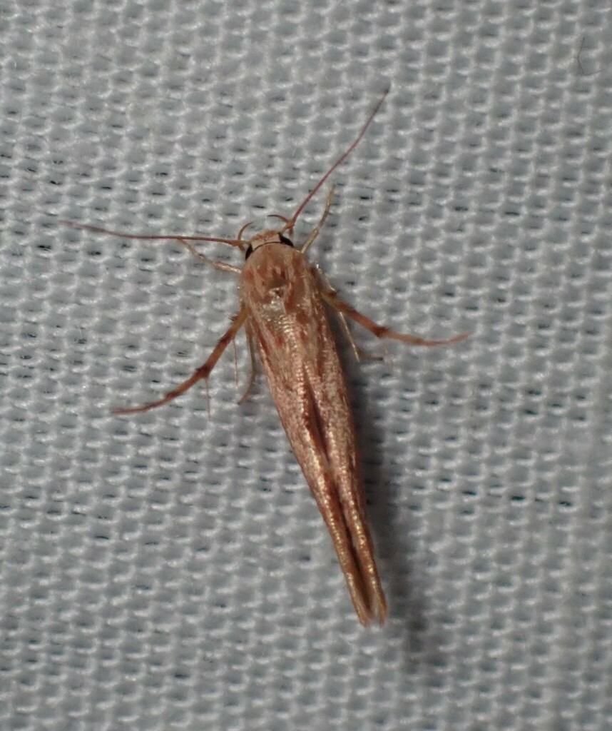 Feather-legged Moths from 4 Ronald Ct, Somerville VIC 3912, Australia ...