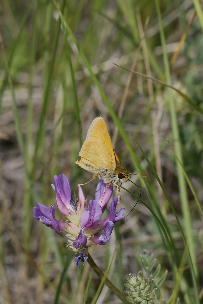 Long Dash from Grasslands National Park, East Block, Old Post No. 43 ...