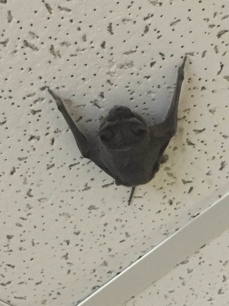 Mexican Free-tailed Bat from Avery Ln, Aiken, SC, US on July 10, 2017 ...