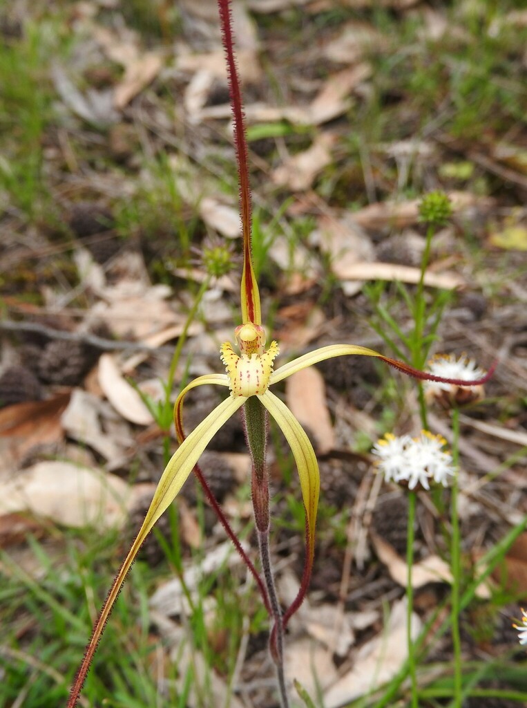Tenterden yellow spider orchid in September 2021 by ramcad1 · iNaturalist