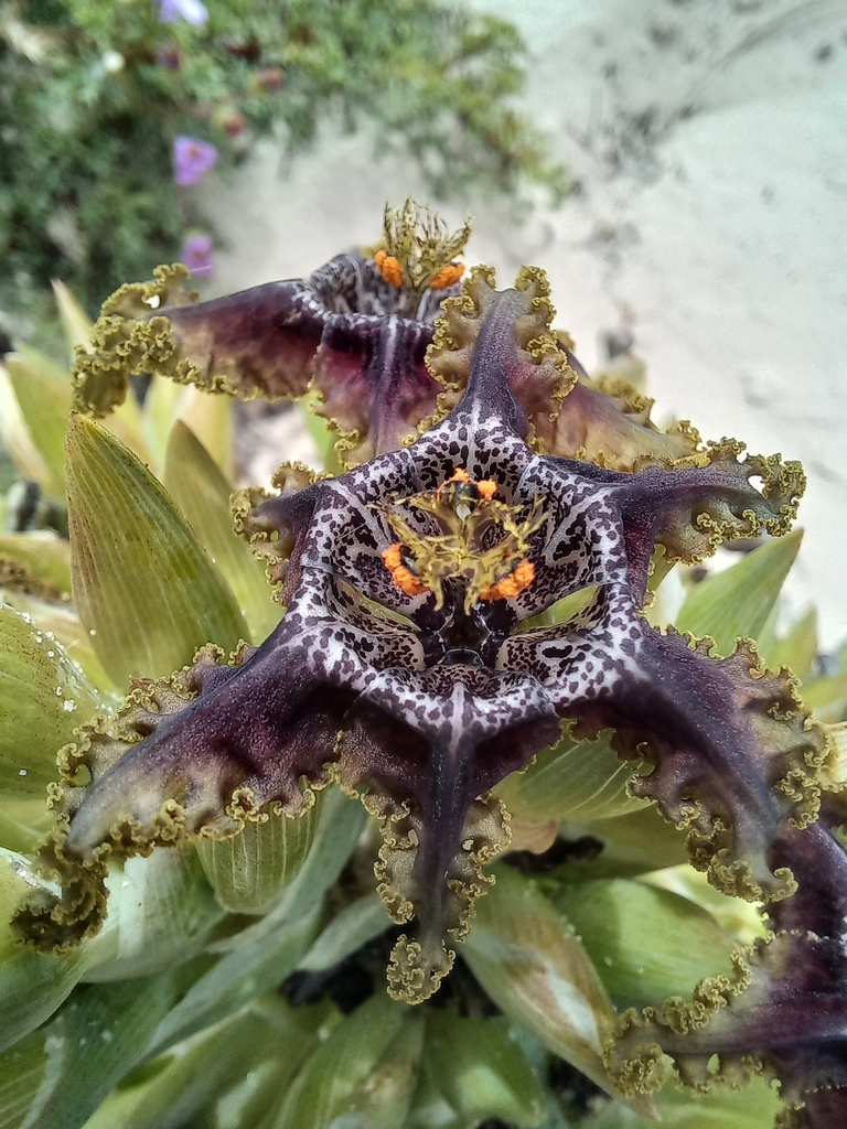 Starfish lily from Bergrivier Municipality, South Africa on September ...