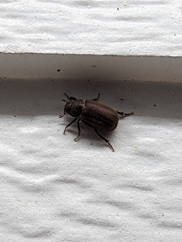 Scarabaeiform Beetles from The Keppels QLD 4700, Australia on September ...