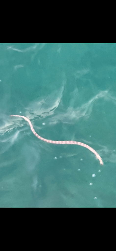 Hydrophis from Abu Dhabi on September 28, 2021 at 10:04 AM by cutback ...
