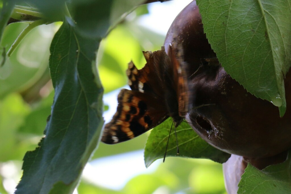 Compton Tortoiseshell from Moose Jaw, SK, Canada on August 16, 2016 at ...