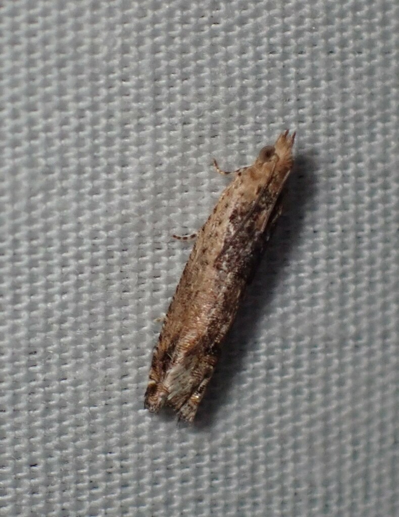 Cotton Tipworm Moth from 4 Ronald Ct, Somerville VIC 3912, Australia on ...