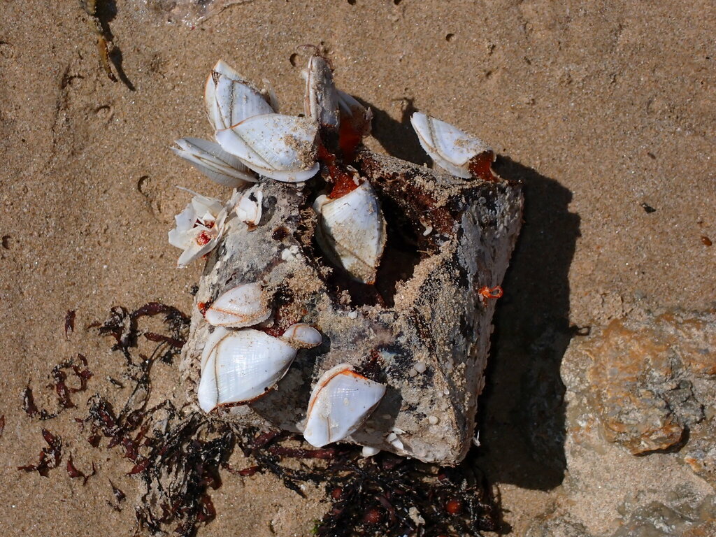 Goose Barnacles from Arrawarra NSW 2456, Australia on September 14 ...