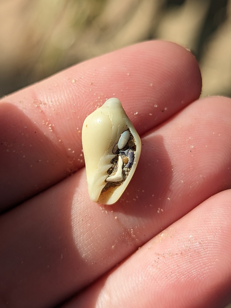 Zebra Volute from The Keppels QLD 4700, Australia on September 11, 2023 ...