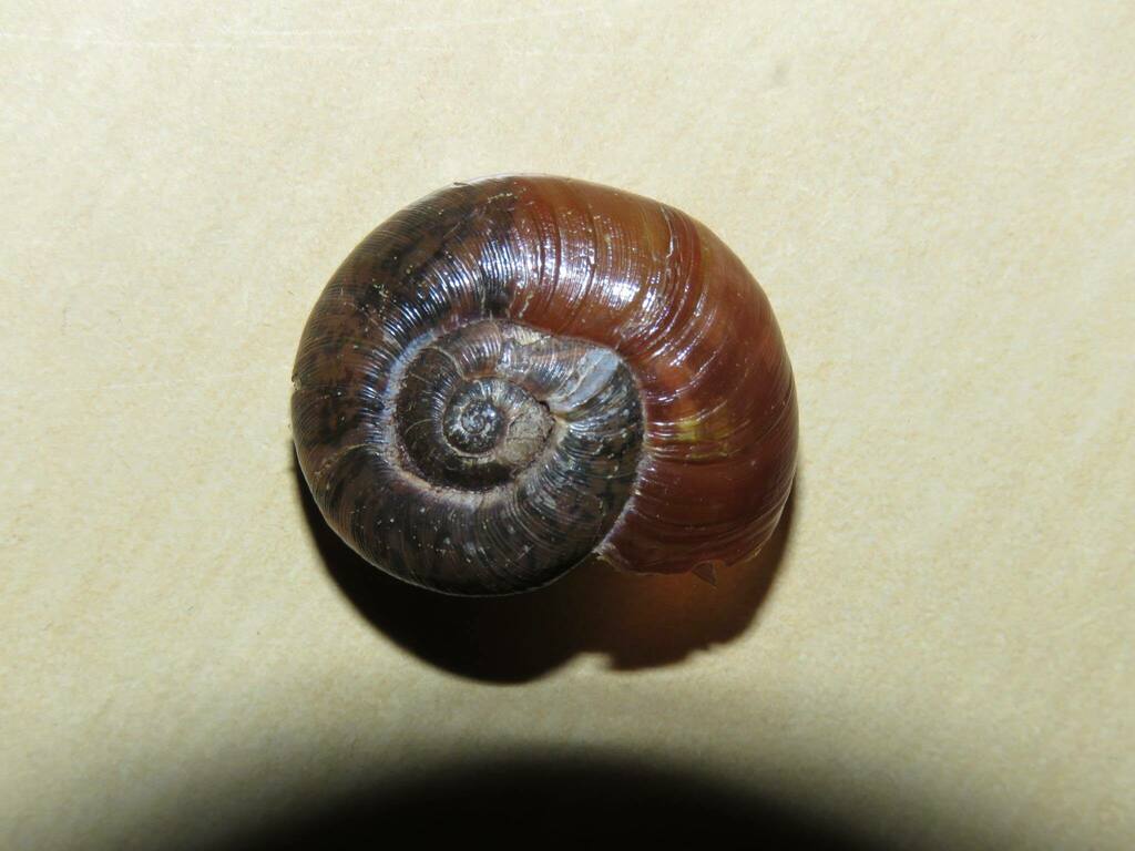 Common Southern Carnivorous Snail in September 2023 by Josh Magro ...