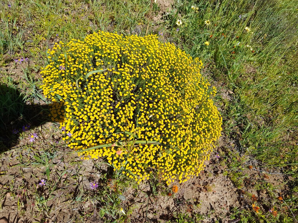 Bitterbush from Namakwa District Municipality, South Africa on ...