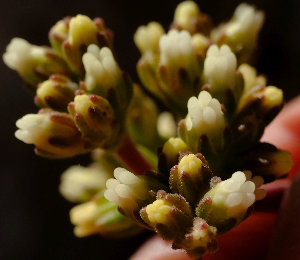 Crassula subacaulis subacaulis from k2 on August 9, 2023 at 12:00 PM by ...