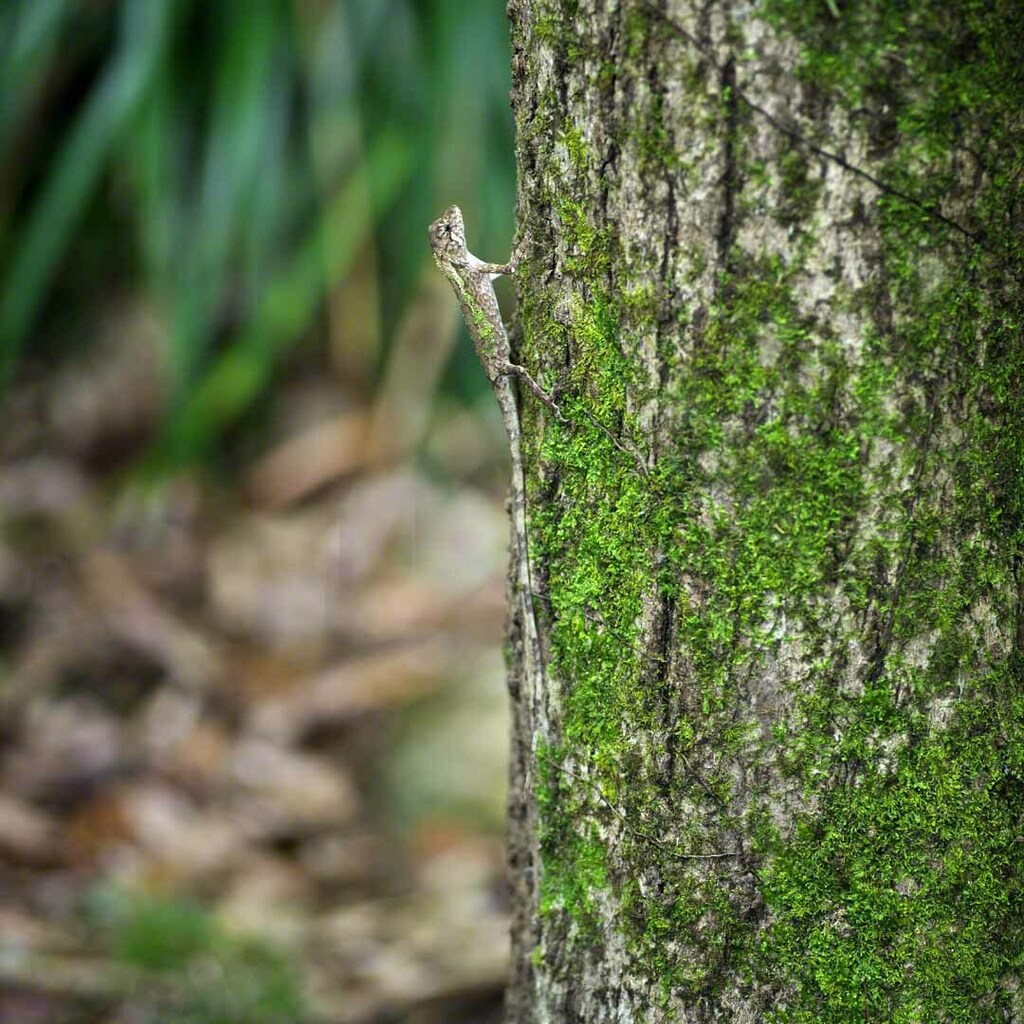 Okinawa Tree Lizard in September 2023 by Michael Lynch. Japalura ...