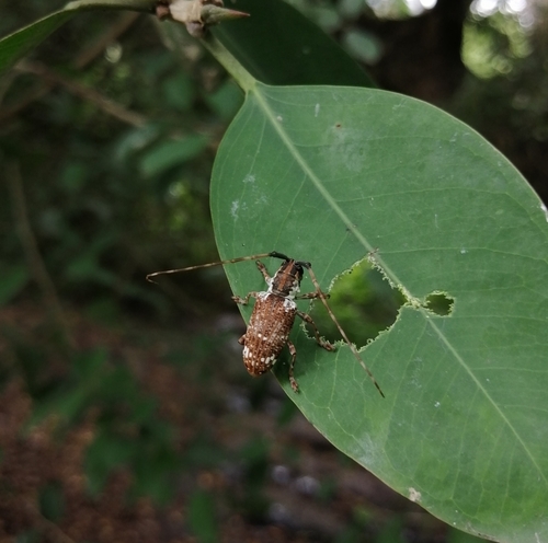 Myagrus hynesii · iNaturalist